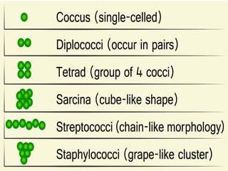 morphology of bacteria / shape and form of bacteria.pptx