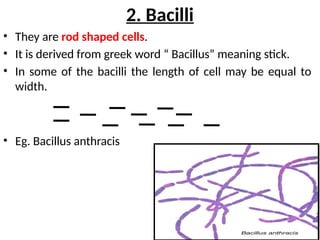 morphology of bacteria / shape and form of bacteria.pptx