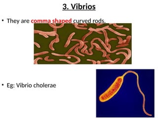 morphology of bacteria / shape and form of bacteria.pptx
