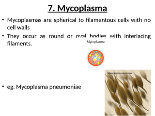 morphology of bacteria / shape and form of bacteria.pptx