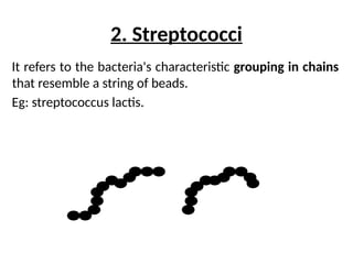 morphology of bacteria / shape and form of bacteria.pptx