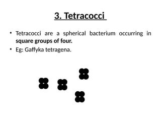 morphology of bacteria / shape and form of bacteria.pptx