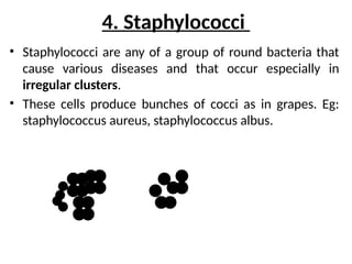 morphology of bacteria / shape and form of bacteria.pptx