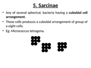 morphology of bacteria / shape and form of bacteria.pptx