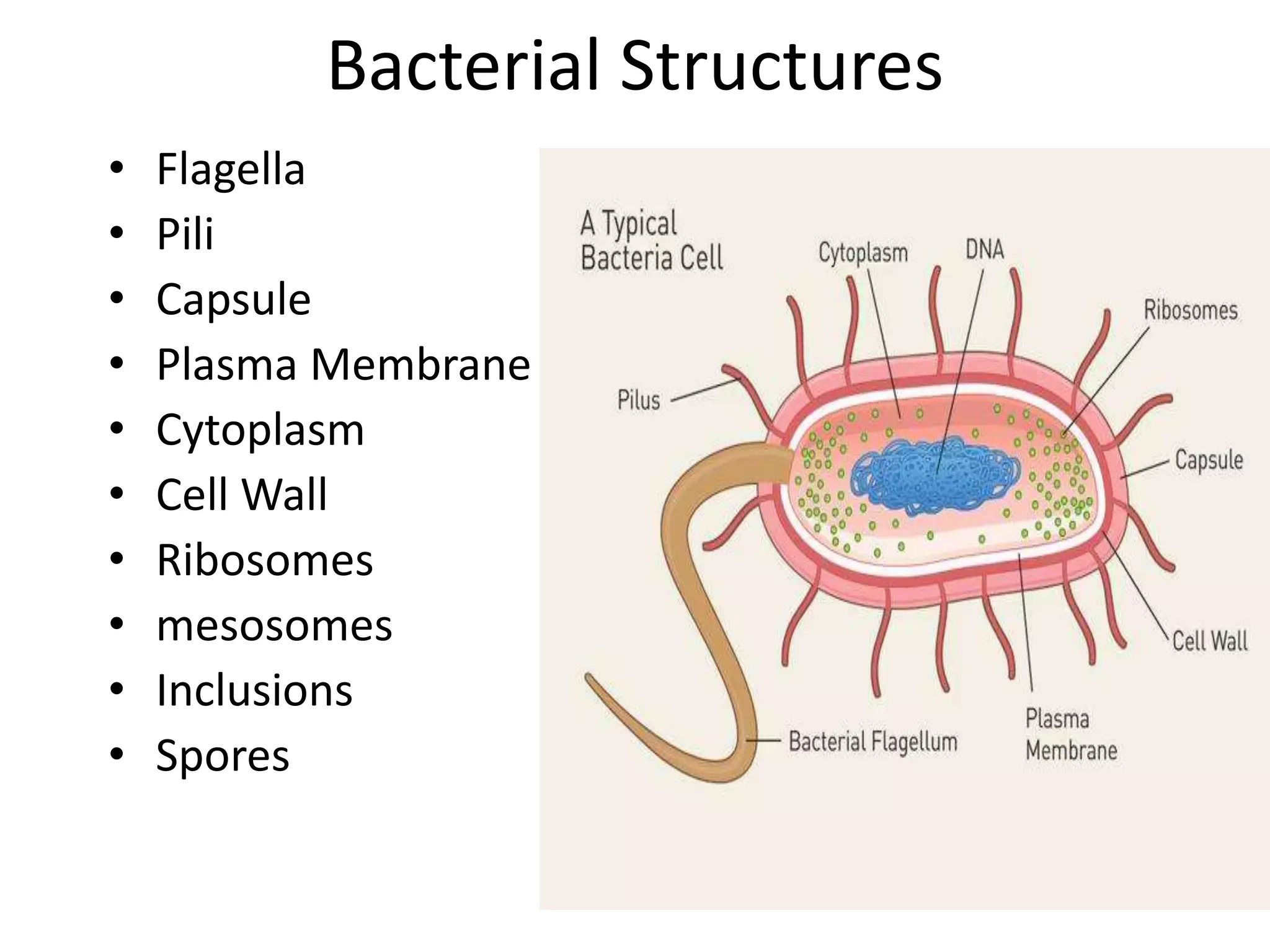 Morphology of bacteria | PPTX