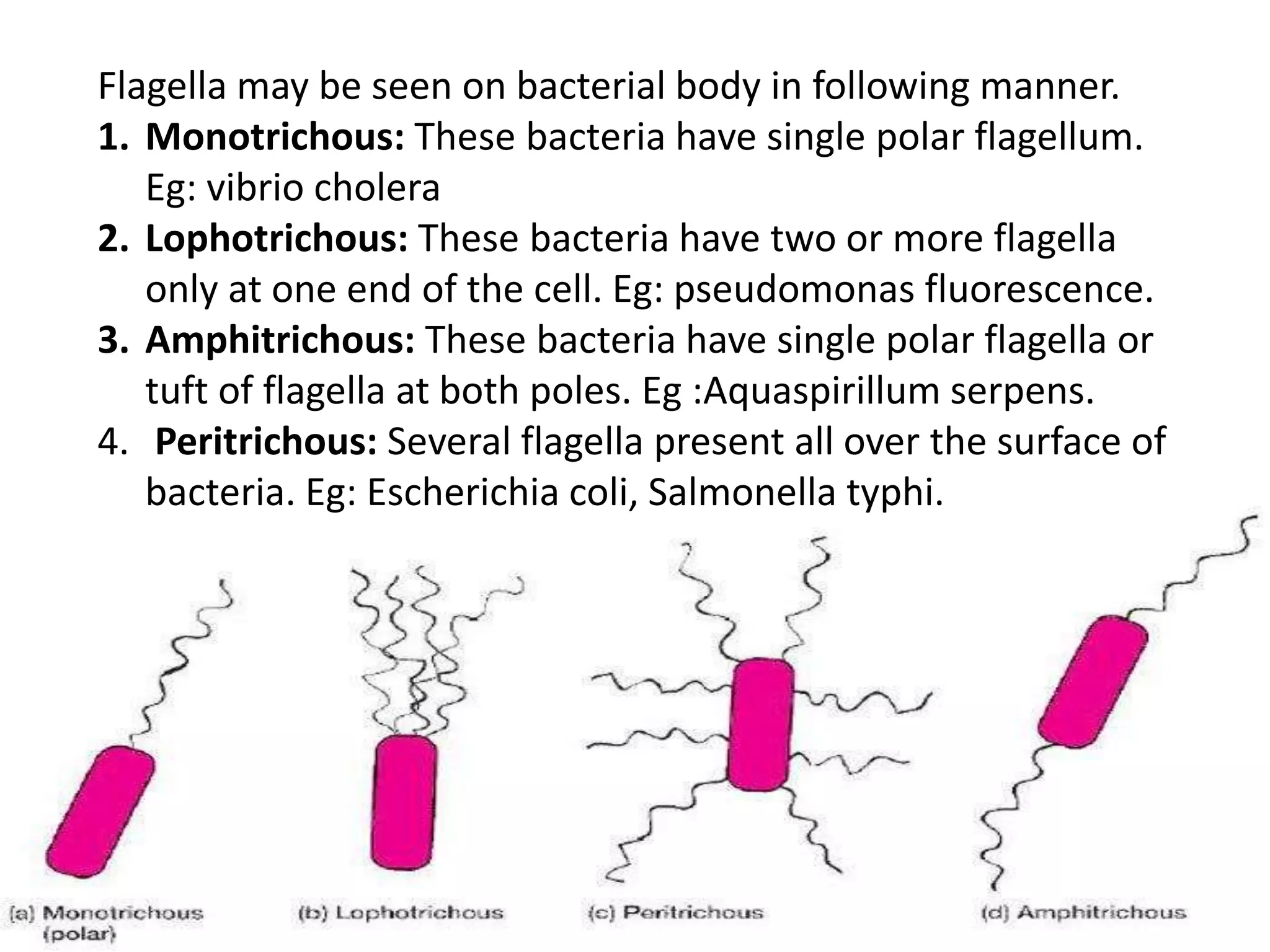 Morphology of bacteria | PPTX