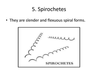 Morphology of bacteria | PPTX