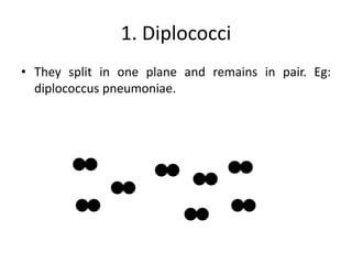 Morphology of bacteria | PPTX