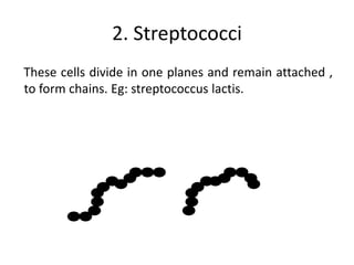 Morphology of bacteria | PPTX
