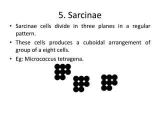 Morphology of bacteria | PPTX