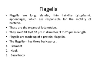 Morphology of bacteria | PPTX