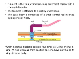 Morphology of bacteria | PPTX