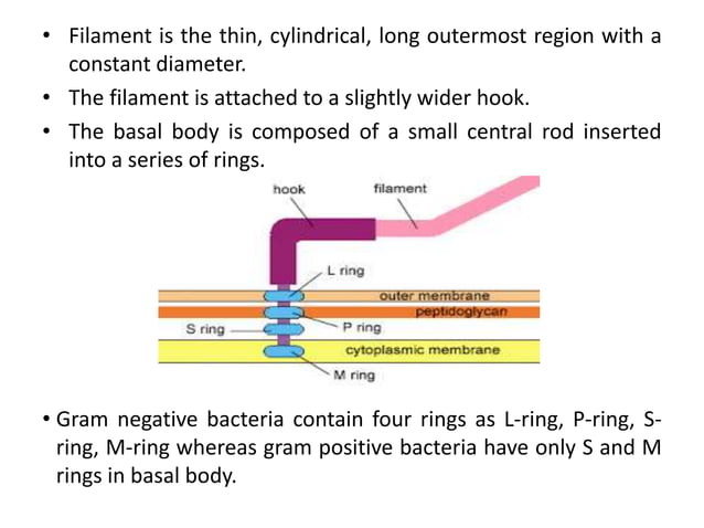 Morphology of bacteria | PPTX