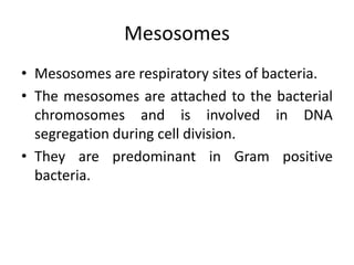Morphology of bacteria | PPTX