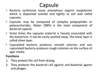 Morphology of bacteria | PPTX