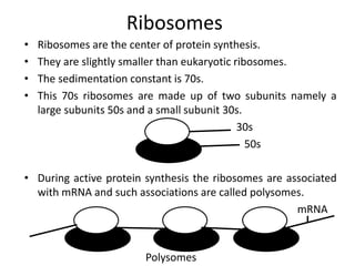Morphology of bacteria | PPTX