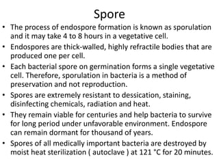 Morphology of bacteria | PPTX