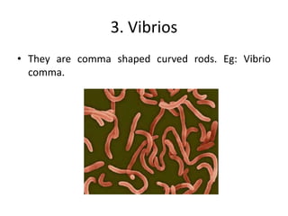 Morphology of bacteria | PPTX