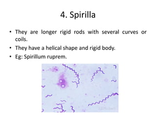 Morphology of bacteria | PPTX