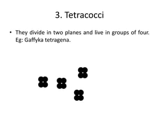 Tetracocci