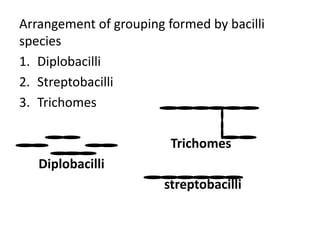 Diplobacilli Bacteria