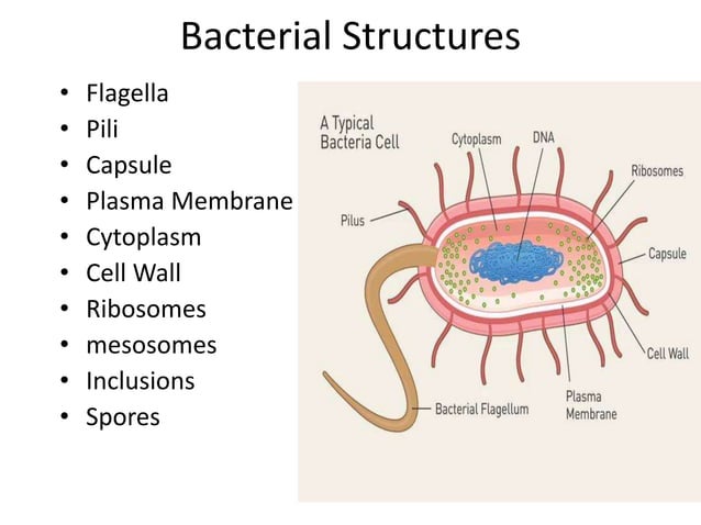 Morphology of bacteria | PPT