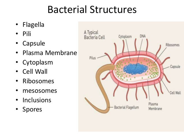 Bacterial Cell Parts And Functions Pdf | Reviewmotors.co
