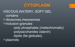 Morphology of bacteria | PPT