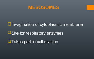 Morphology of bacteria | PPT