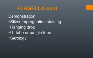 Morphology of bacteria | PPT