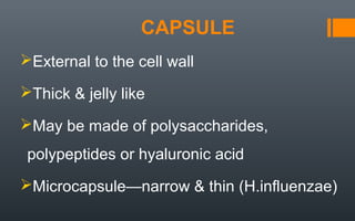 Morphology of bacteria | PPT