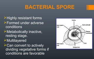 Morphology of bacteria | PPT