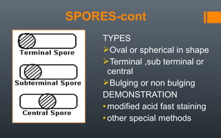 Morphology of bacteria | PPT