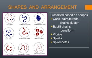 Morphology of bacteria | PPT