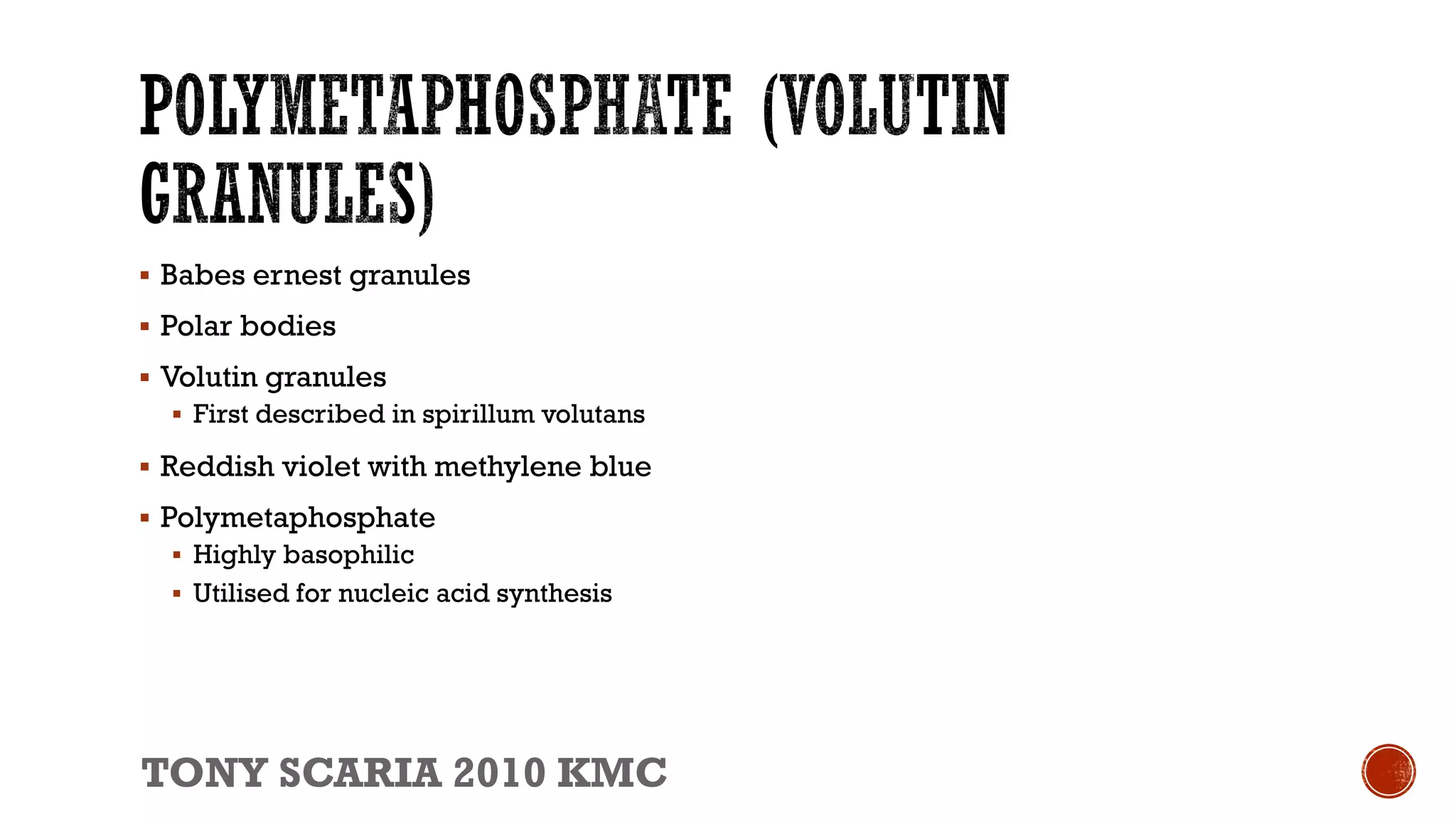 Morphology of bacteria & bacterial genetics revision notes | PDF
