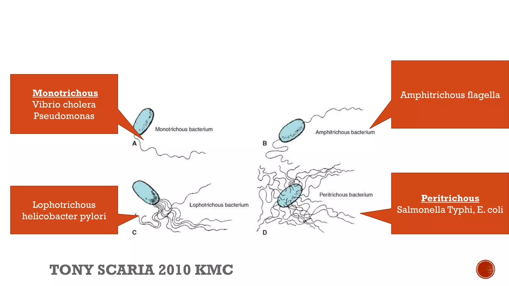 Morphology of bacteria & bacterial genetics revision notes | PDF