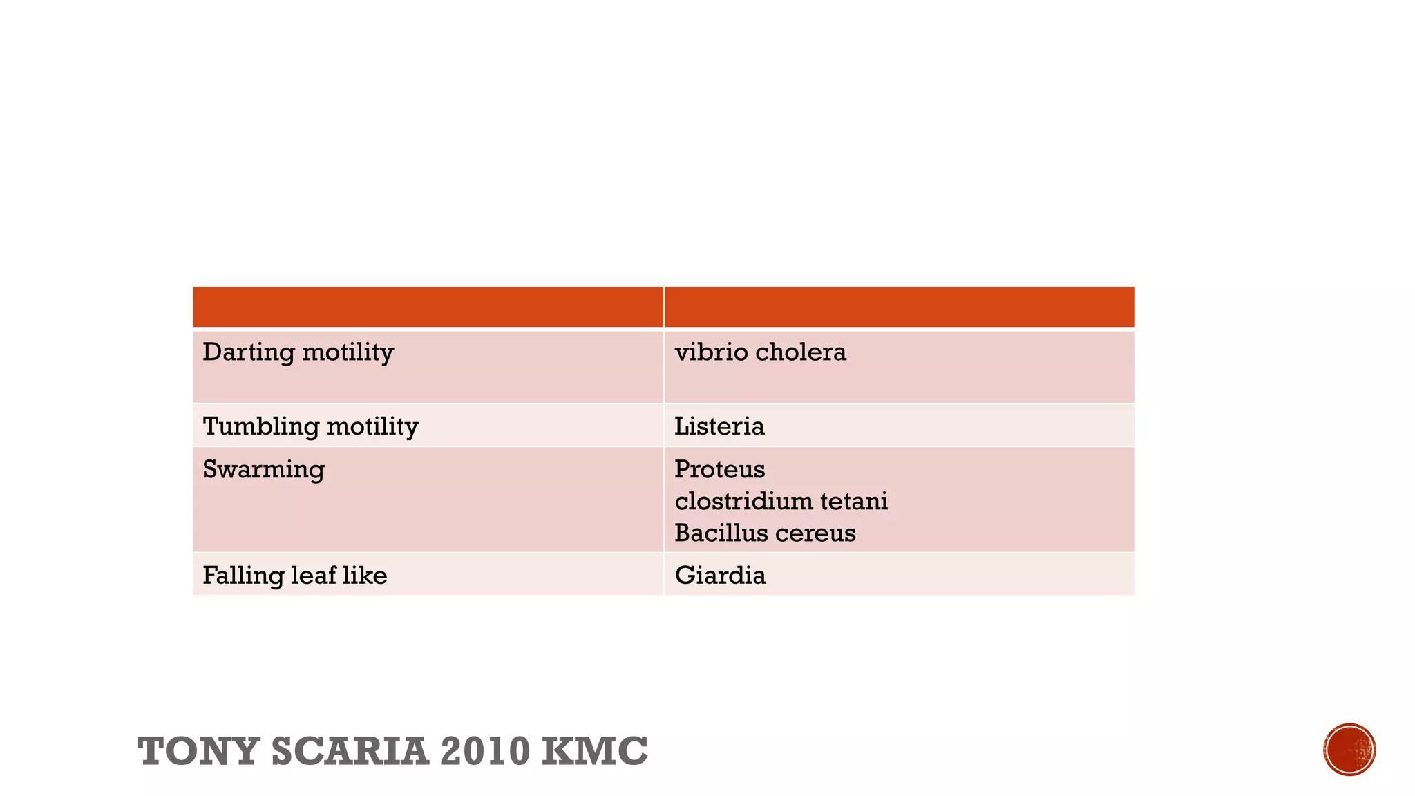 Morphology of bacteria & bacterial genetics revision notes | PDF