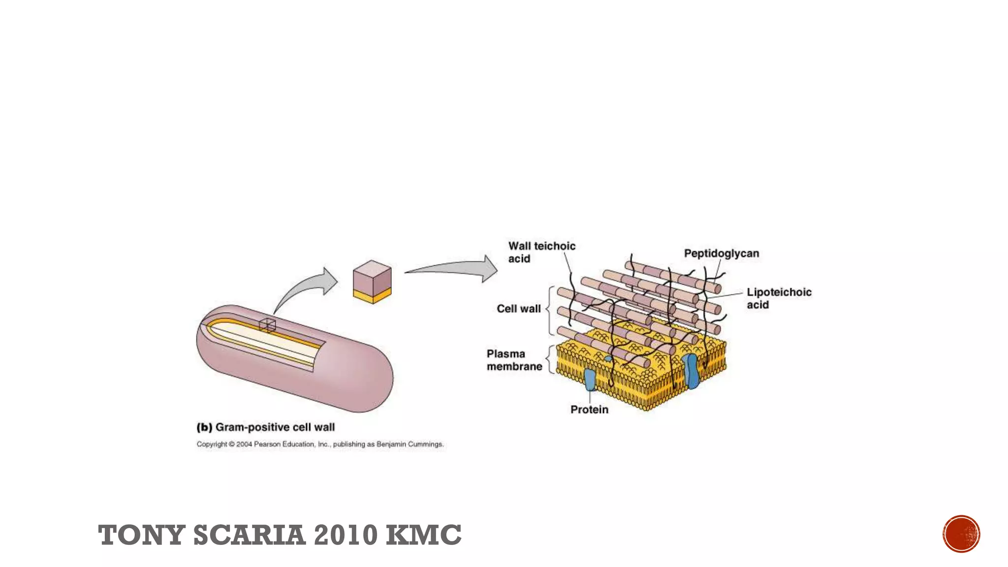 Morphology of bacteria & bacterial genetics revision notes | PDF