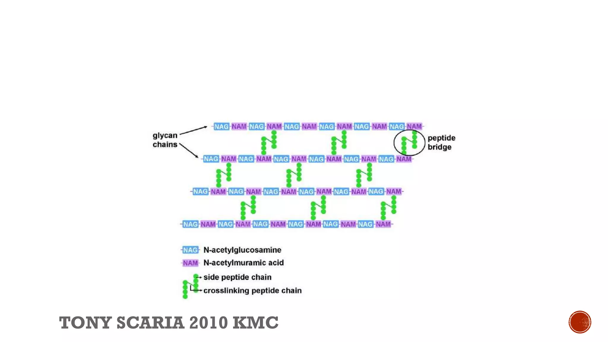 Morphology of bacteria & bacterial genetics revision notes | PDF