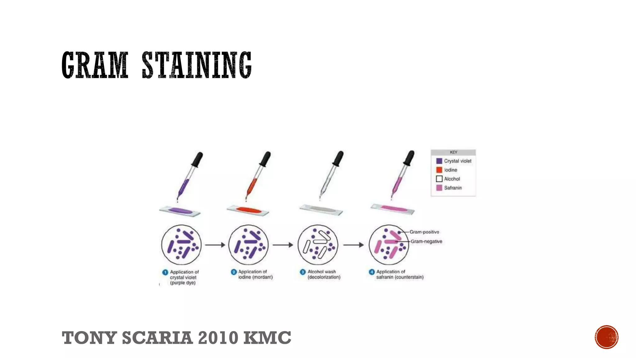 Morphology of bacteria revision notes microbiology | PDF