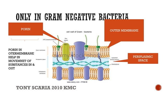 Morphology of bacteria revision notes microbiology | PDF