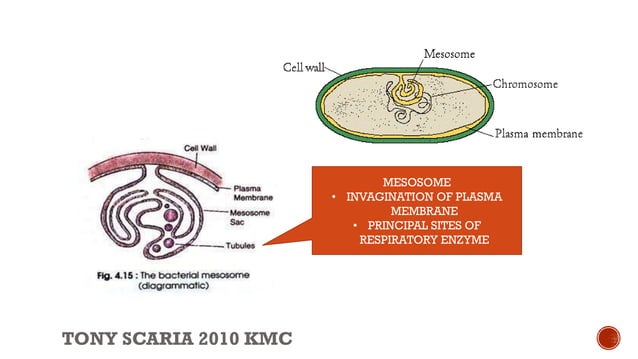 Morphology of bacteria revision notes microbiology | PDF