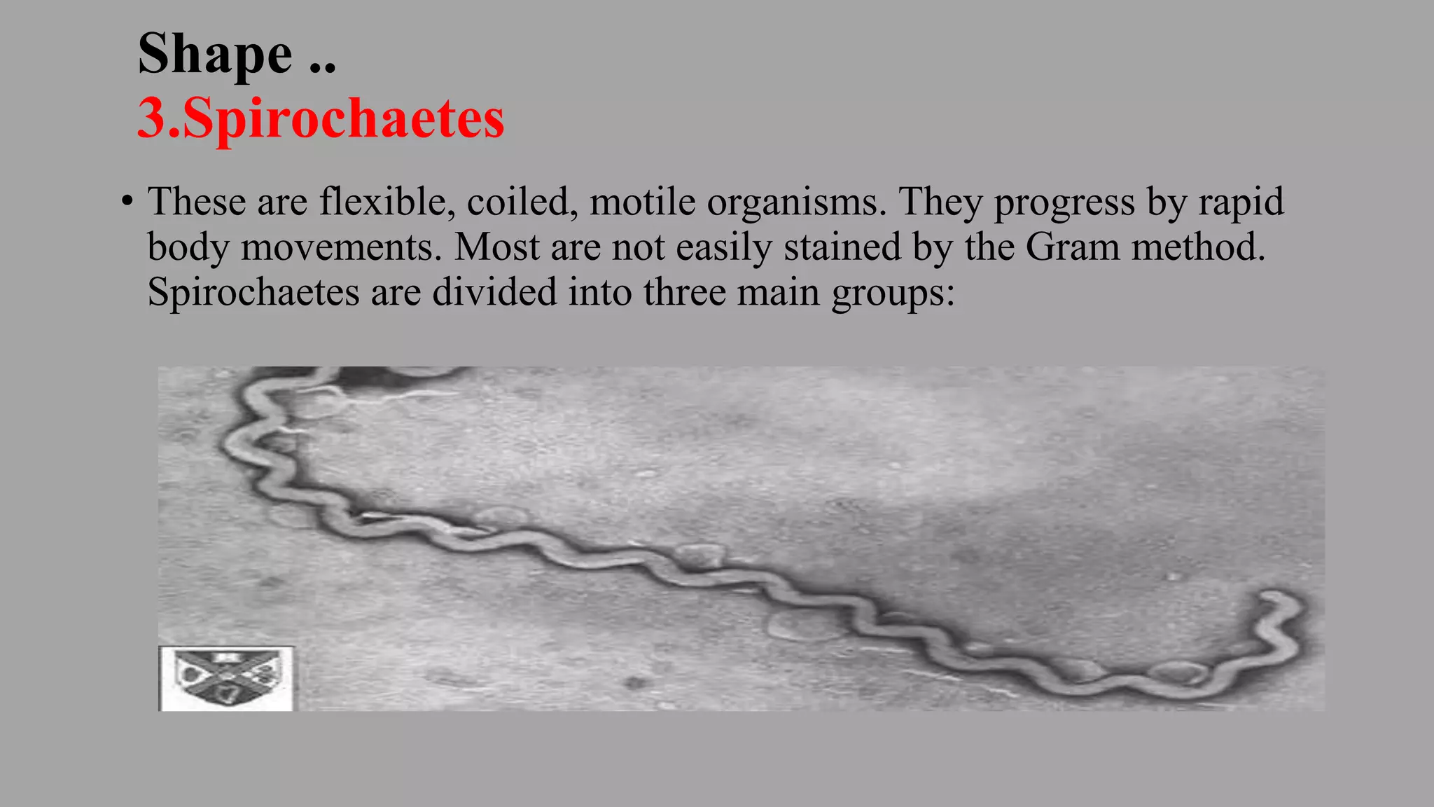 Morphology of bacteria | PPTX | Biological Sciences | Science