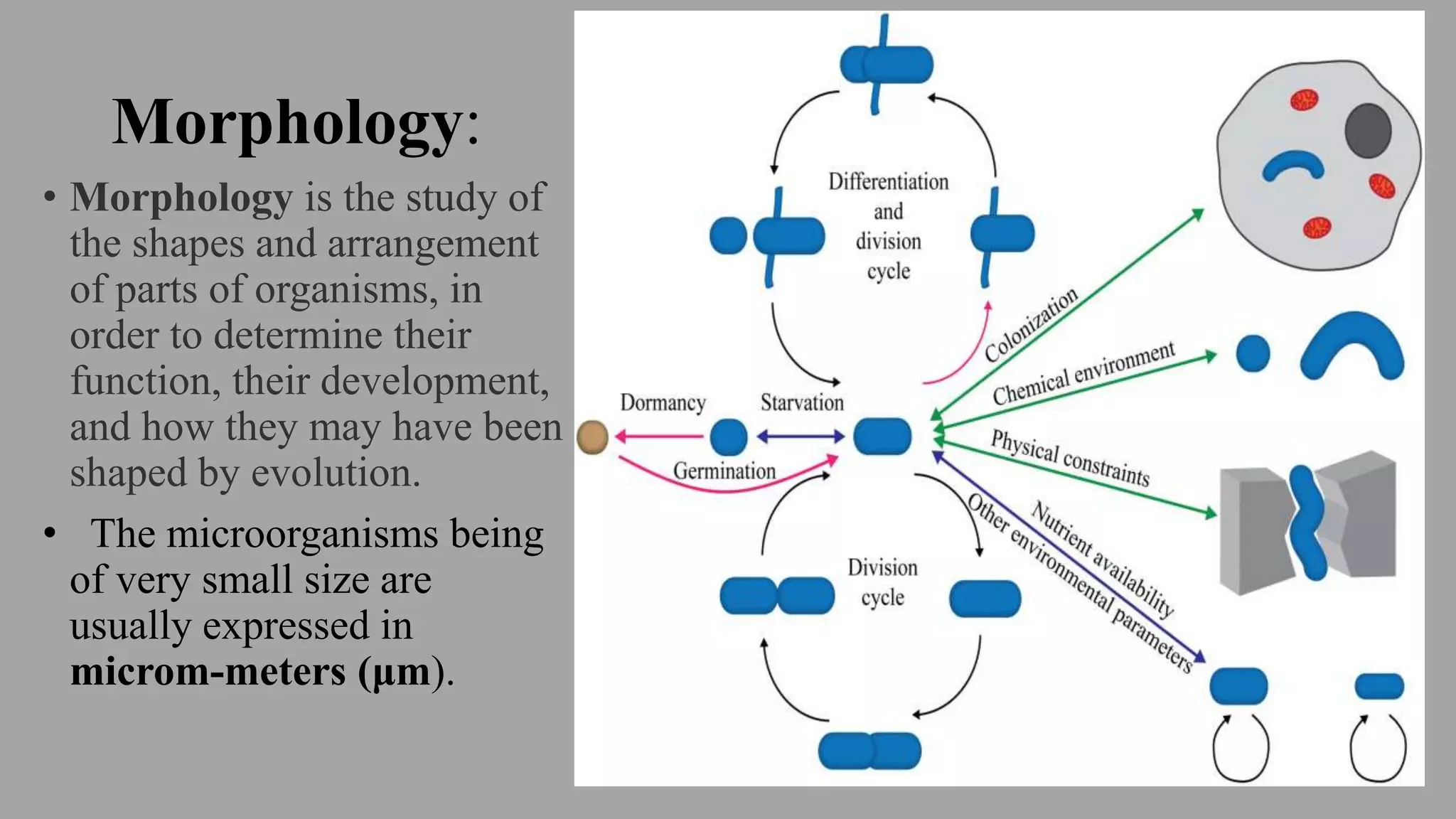 Morphology of bacteria | PPTX | Biological Sciences | Science