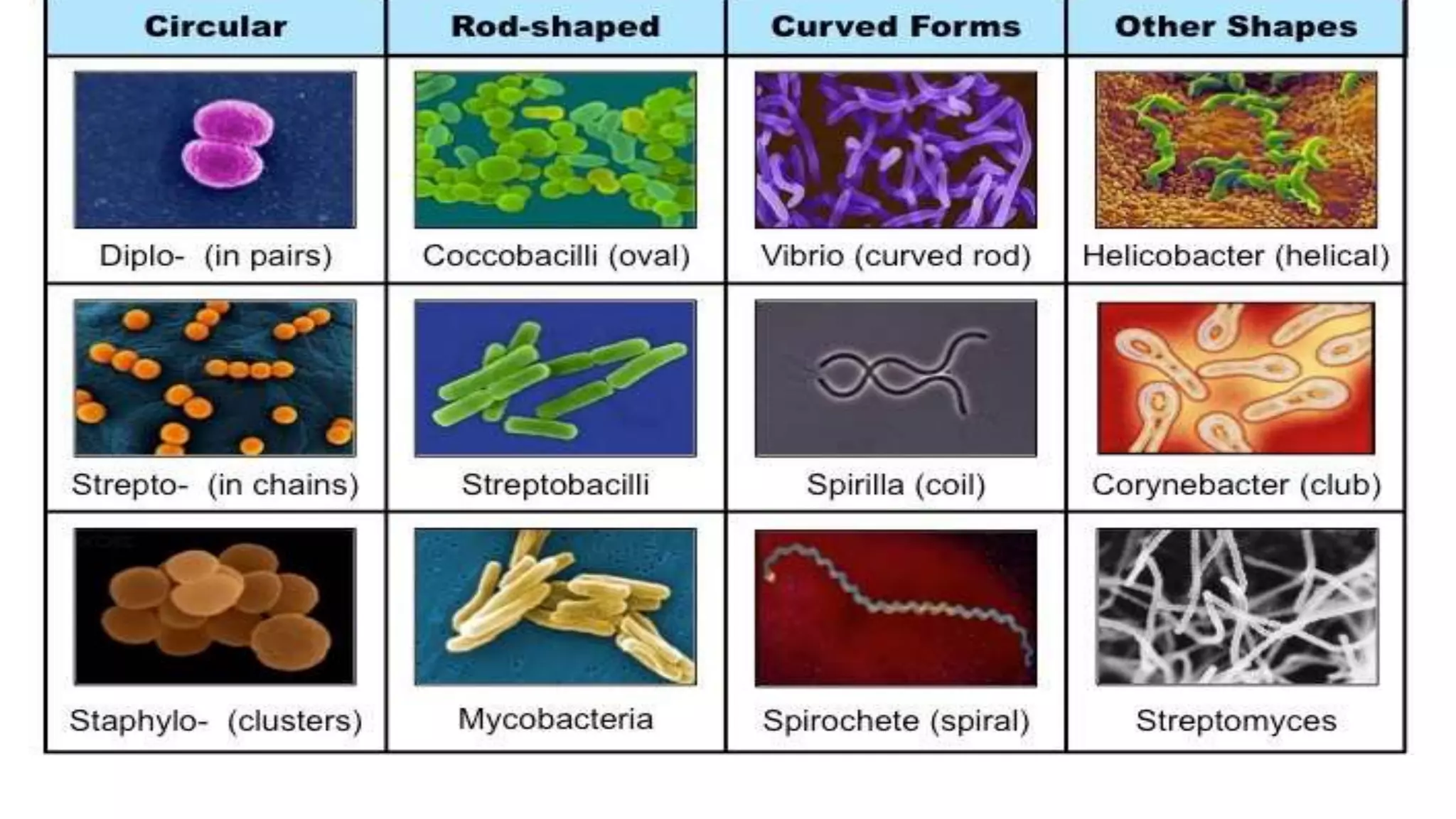 Morphology of bacteria | PPTX | Biological Sciences | Science