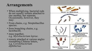 Morphology of bacteria | PPTX | Biological Sciences | Science