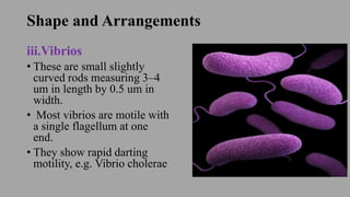 Morphology of bacteria | PPTX | Biological Sciences | Science