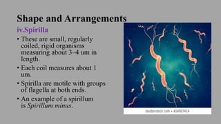 Morphology of bacteria | PPTX | Biological Sciences | Science