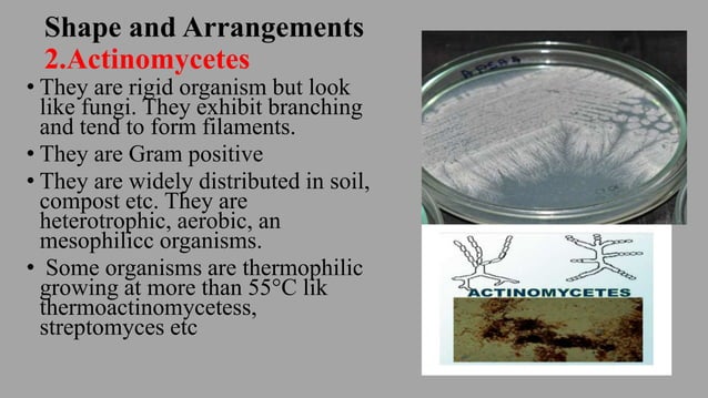 Morphology of bacteria | PPTX | Biological Sciences | Science