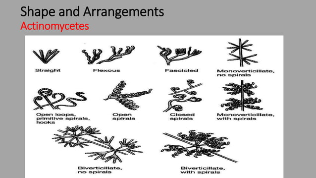 Morphology of bacteria | PPTX | Biological Sciences | Science